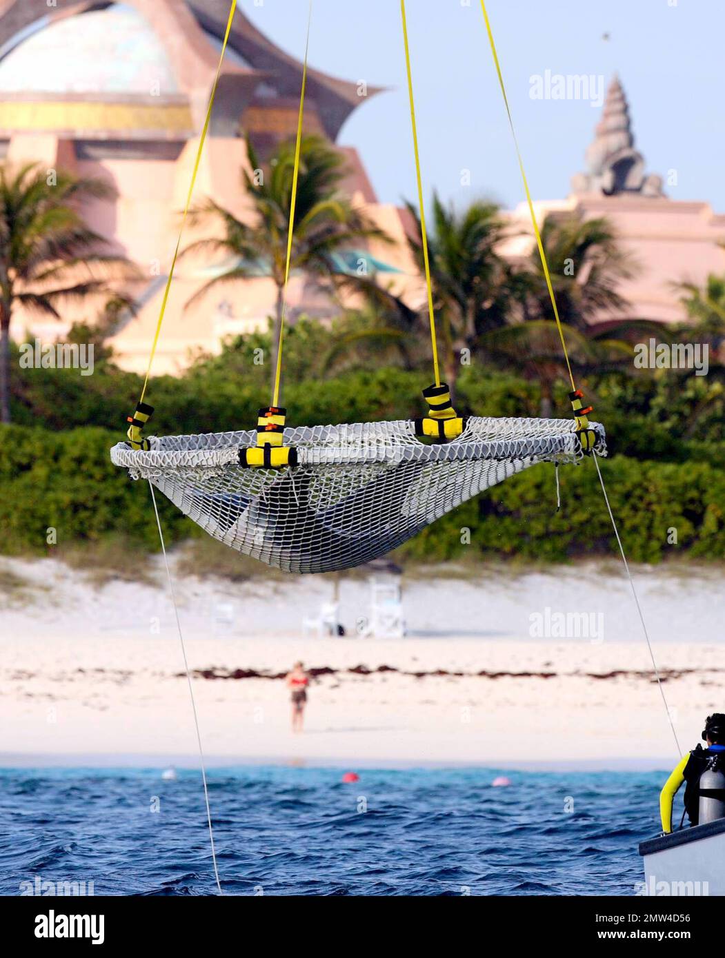 Zeus the manta ray is released into the wild at the Atlantis resort ...
