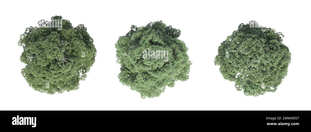 tree top view, isolated on white background, 3D illustration, cg render ...