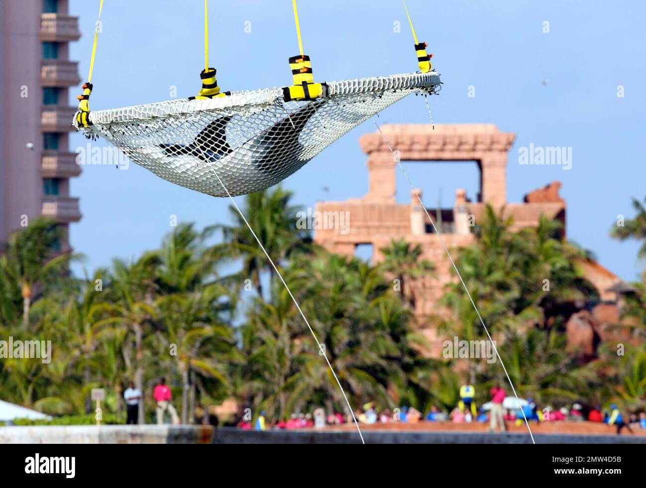 Zeus the manta ray is released into the wild at the Atlantis resort ...