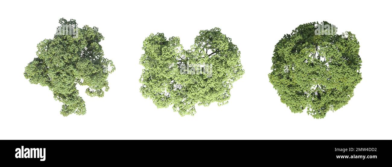 tree top view, isolated on white background, 3D illustration, cg render ...