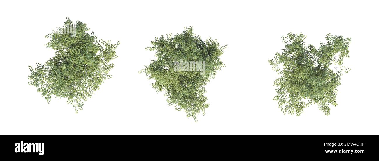 tree top view, isolated on white background, 3D illustration, cg render ...