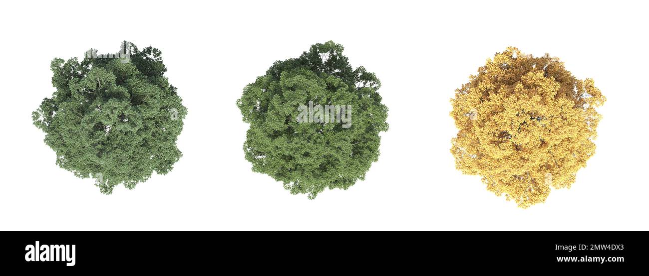 tree top view, isolated on white background, 3D illustration, cg render ...