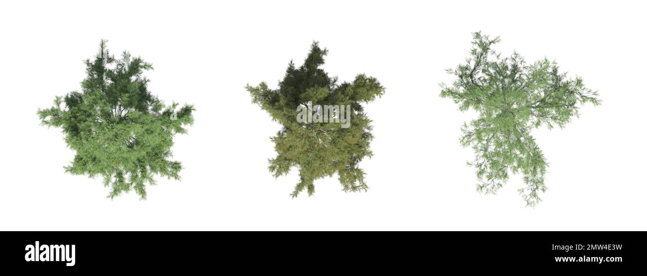 tree top view, isolated on white background, 3D illustration, cg render ...