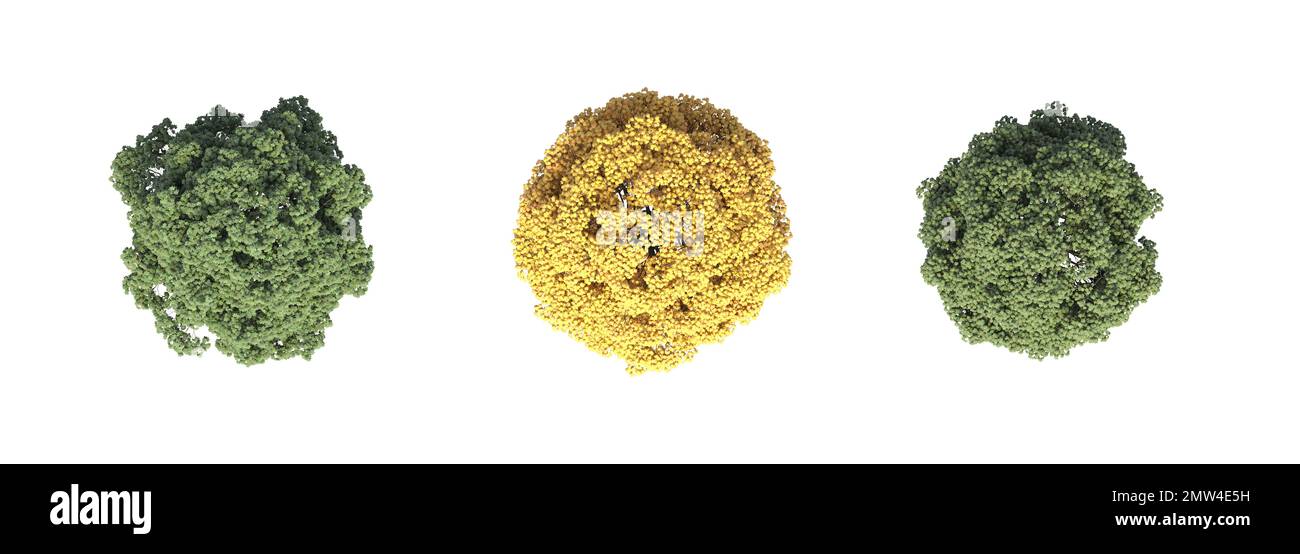 tree top view, isolated on white background, 3D illustration, cg render ...