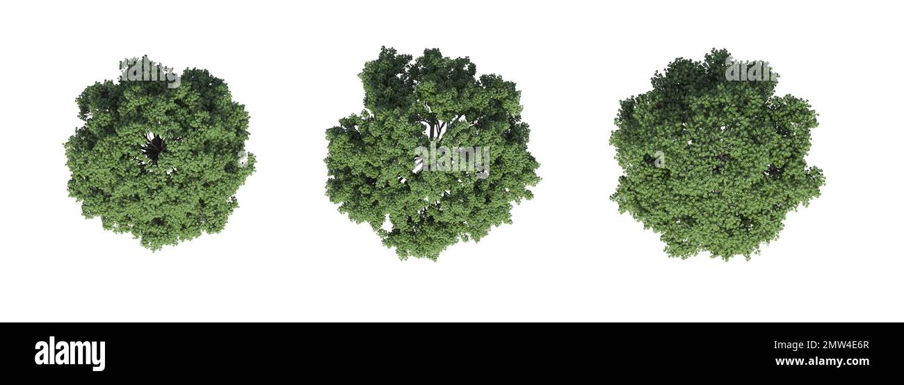 tree top view, isolated on white background, 3D illustration, cg render ...