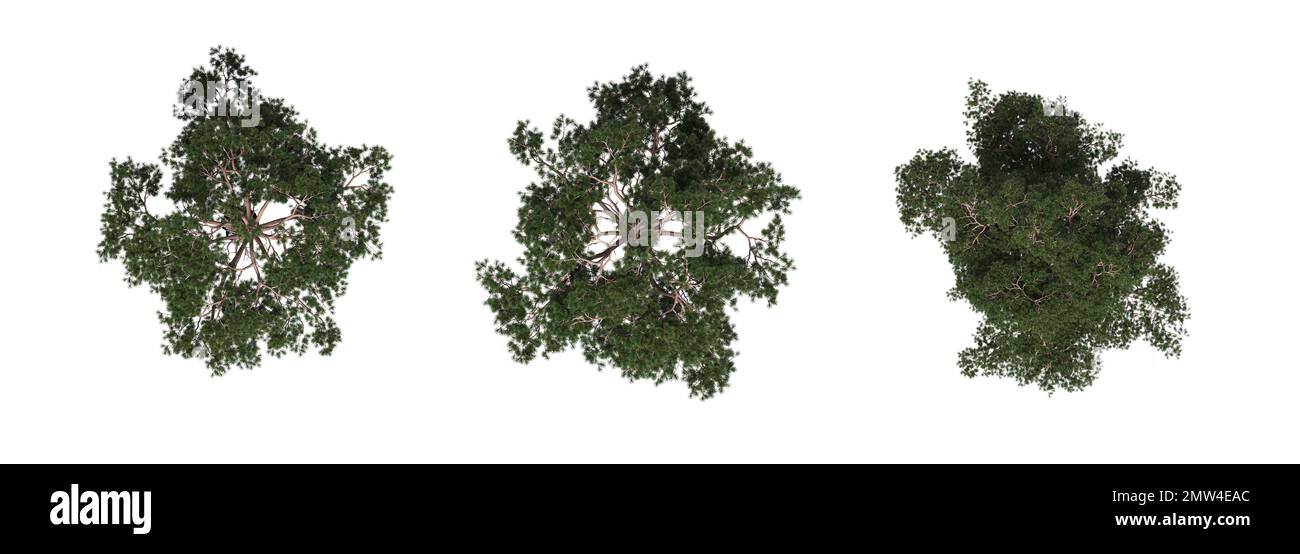 tree top view, isolated on white background, 3D illustration, cg render ...