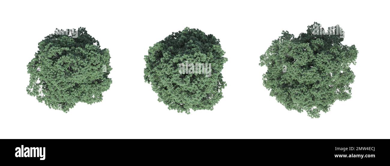 tree top view, isolated on white background, 3D illustration, cg render ...