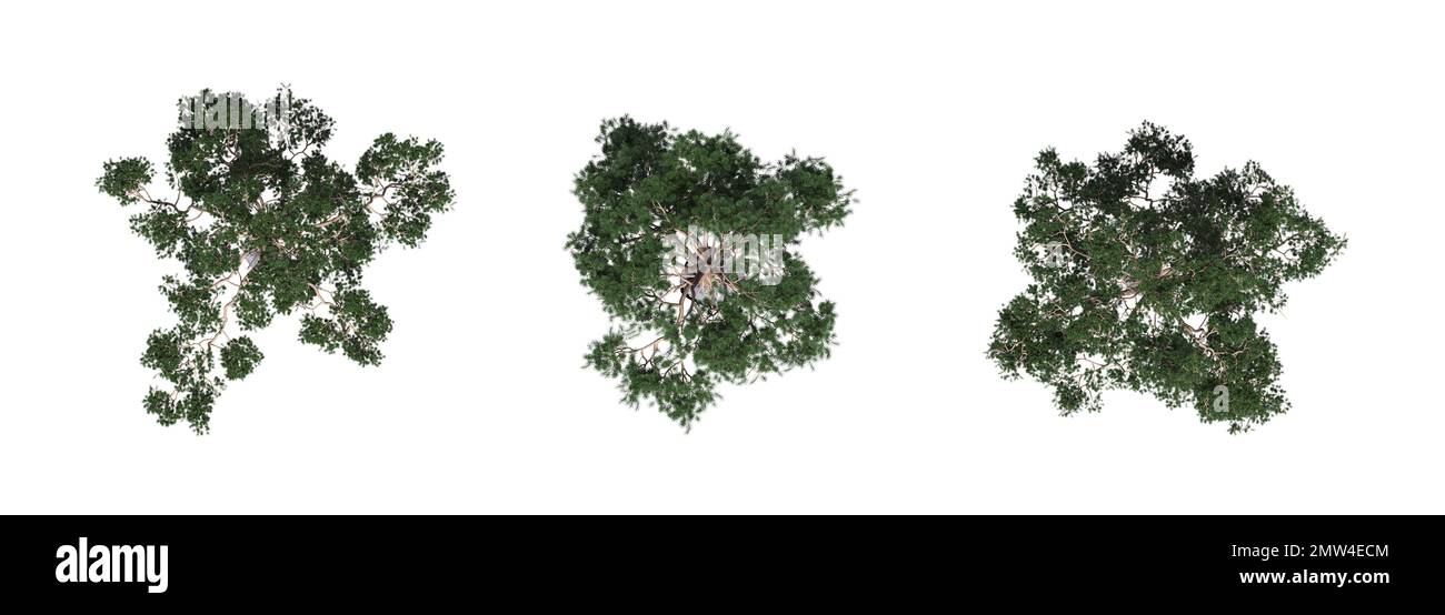 tree top view, isolated on white background, 3D illustration, cg render ...