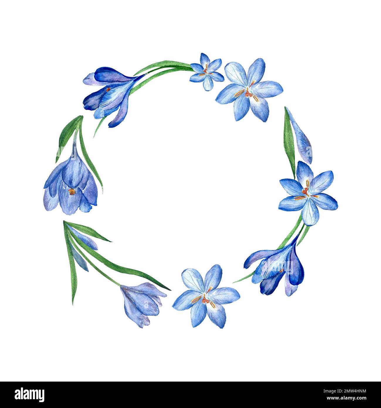 blue crocus primrose watercolor on isolated white background, hand ...