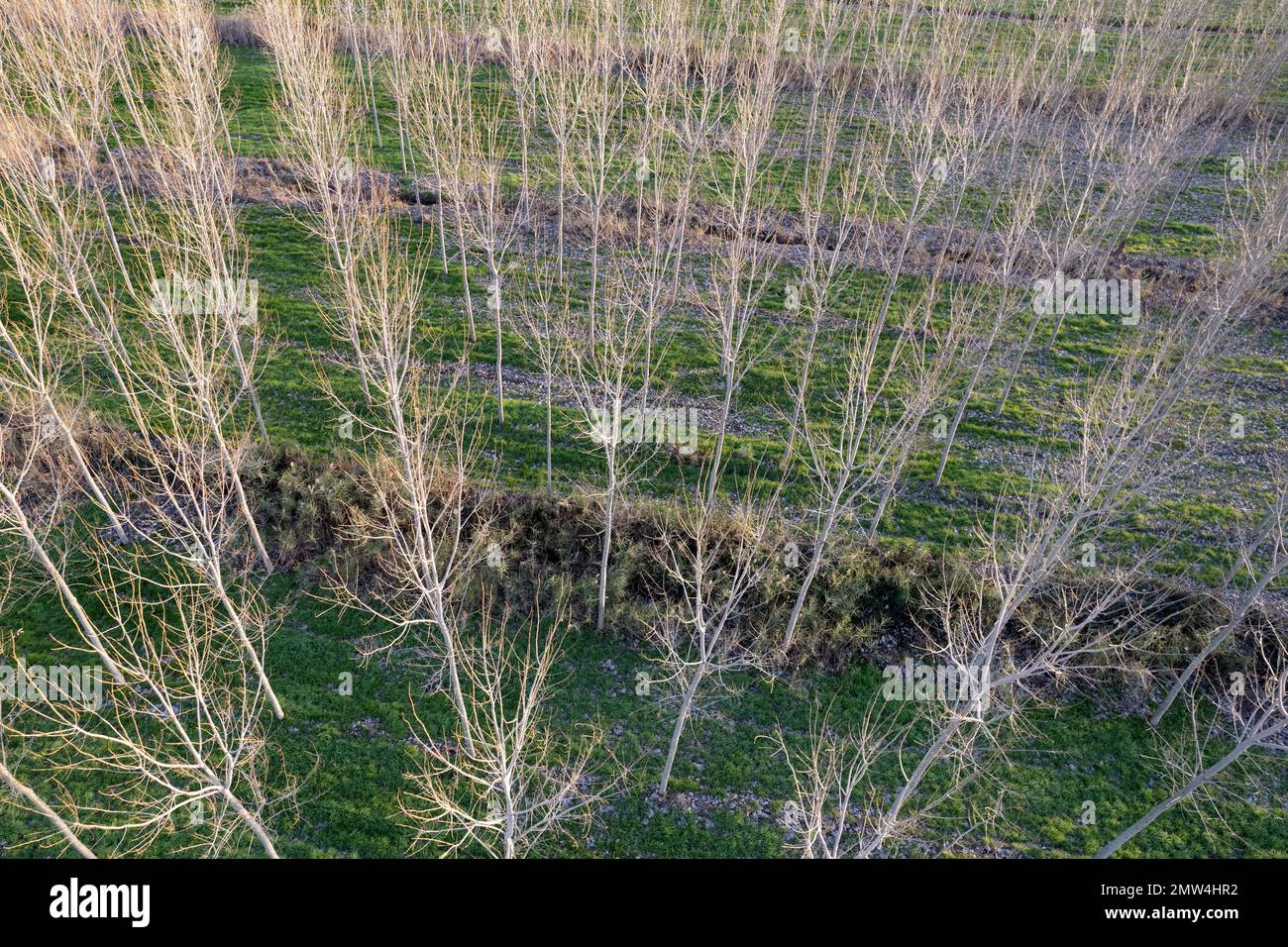 Aerial documentation of a new poplar plantation for paper production ...