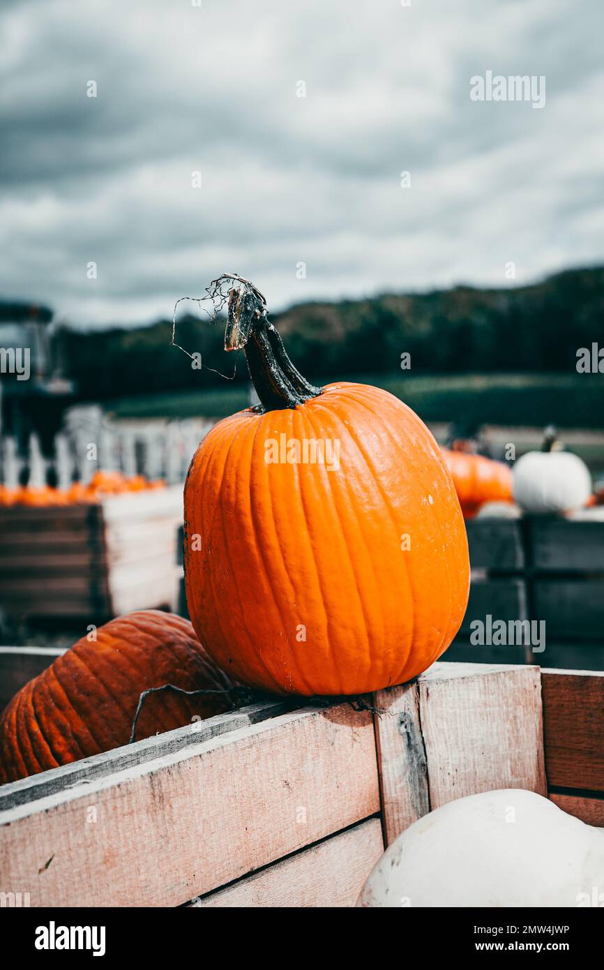 Pumpkin patch aerial hi-res stock photography and images - Alamy