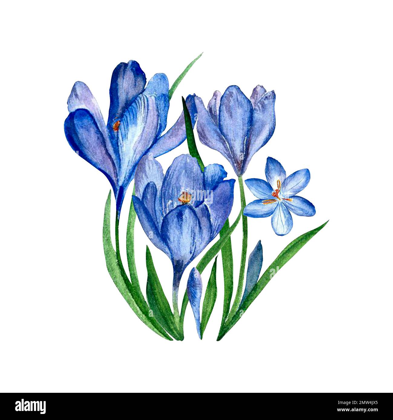 blue crocus primrose watercolor on isolated white background, hand ...