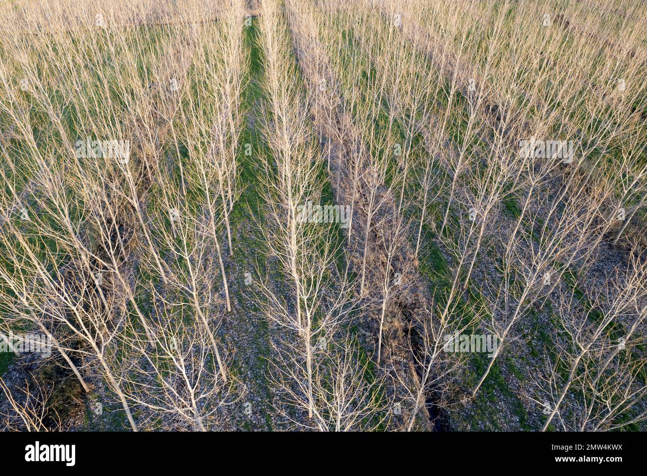 Aerial documentation of a new poplar plantation for paper production ...