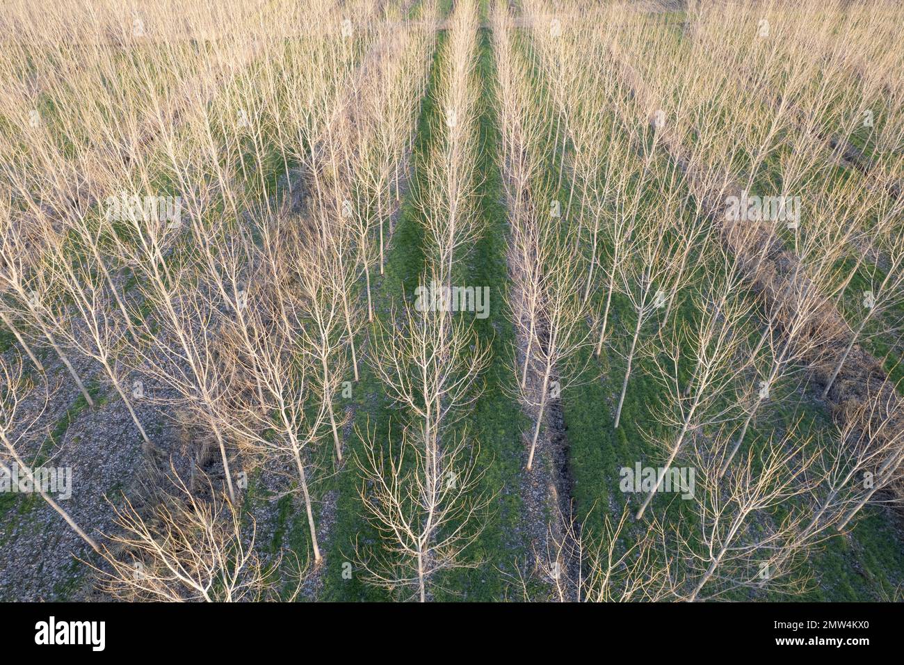 Aerial documentation of a new poplar plantation for paper production ...