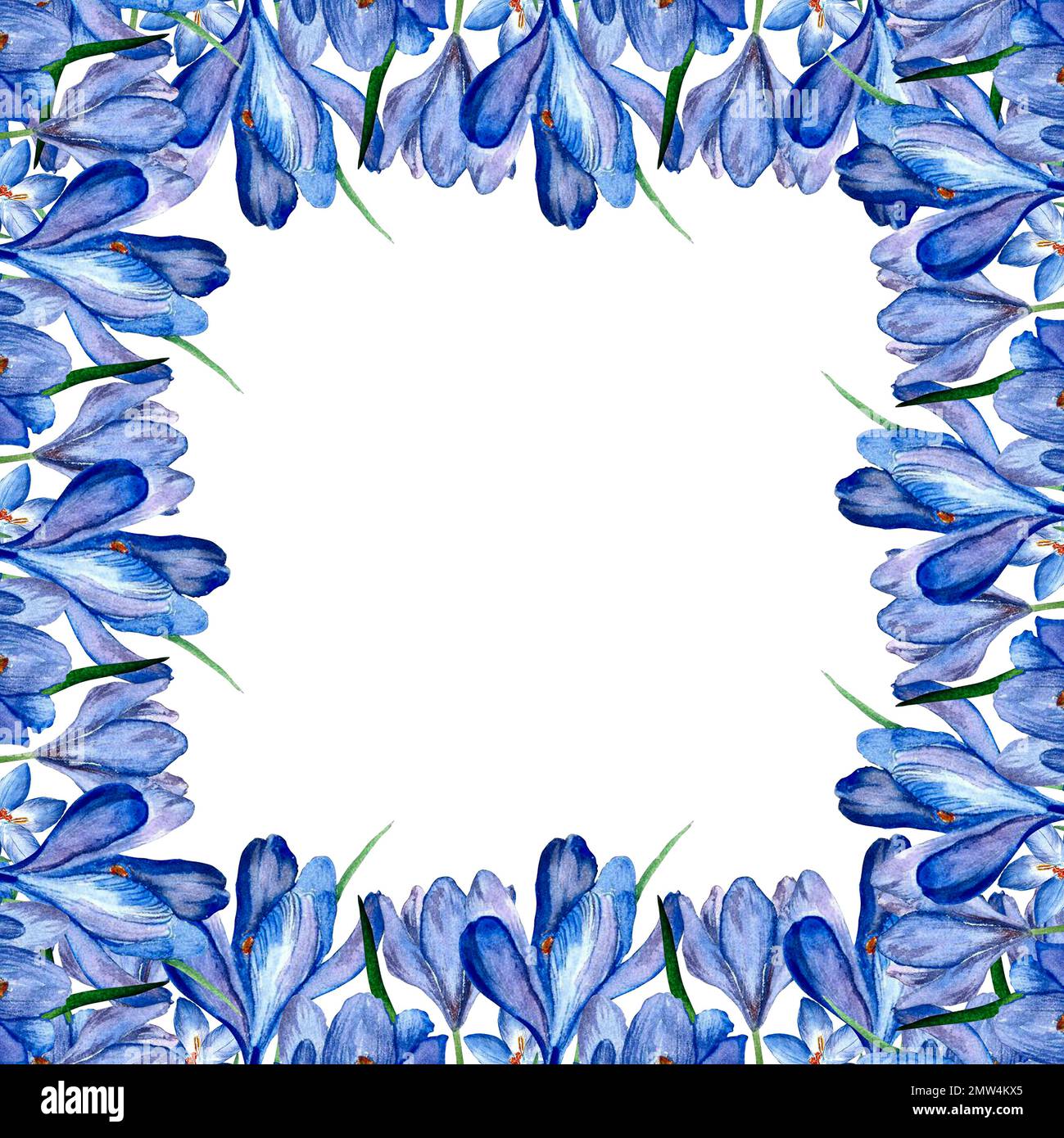 blue crocus primrose watercolor on isolated white background, hand ...