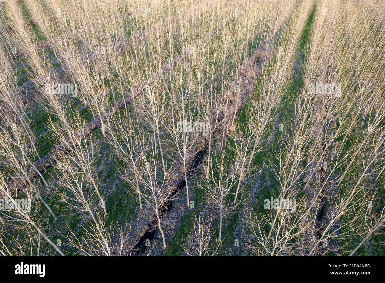 Aerial documentation of a new poplar plantation for paper production ...