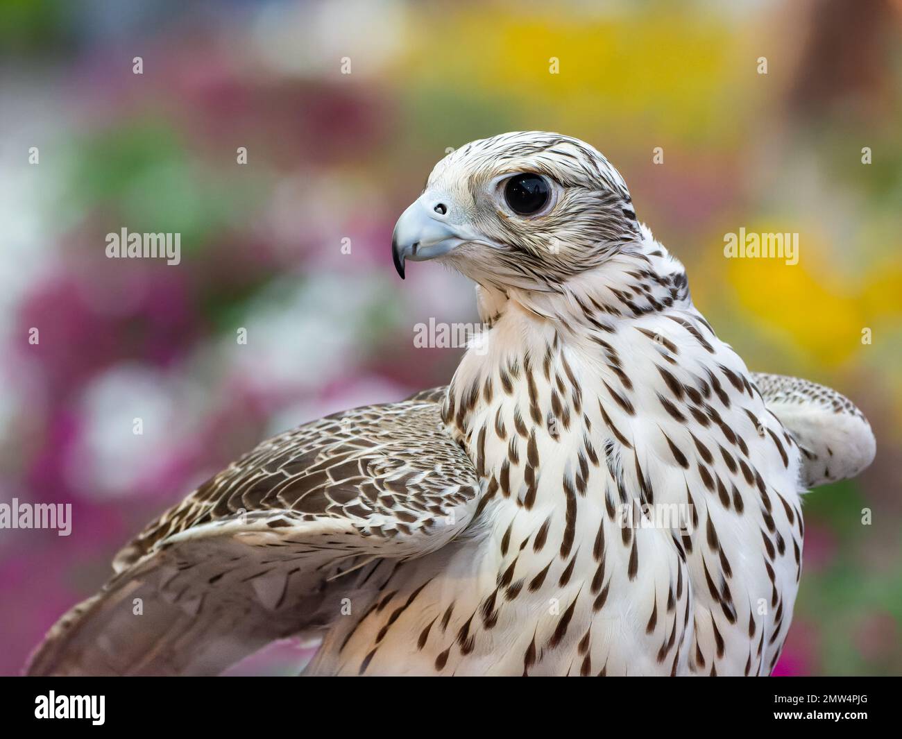 National bird of united arab emirates hi-res stock photography and ...