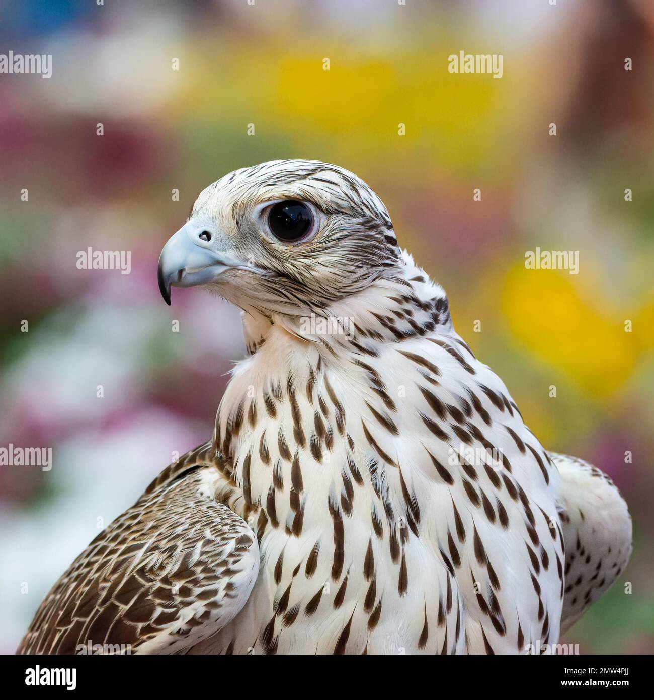 The white falcon(National bird of the United Arab Emirates), close-up ...