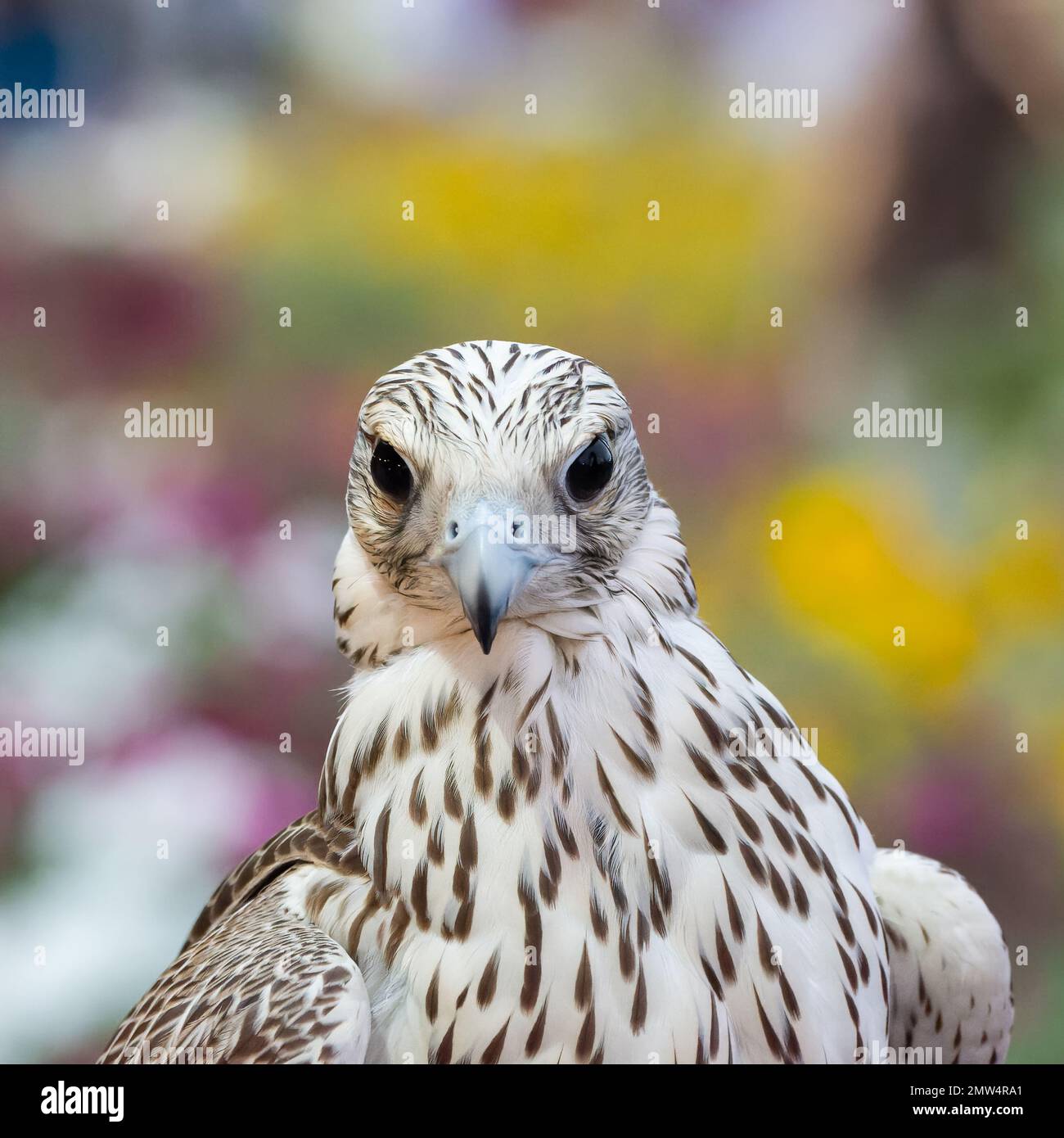 The white falcon(National bird of the United Arab Emirates), close-up ...