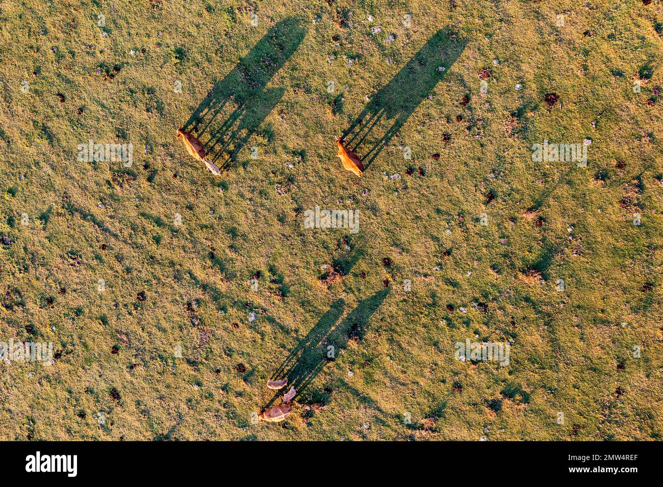Aerial view cattle grazing sunset hi-res stock photography and images ...