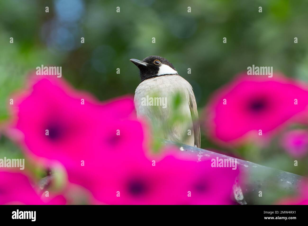 Bulbul flower hi-res stock photography and images - Alamy