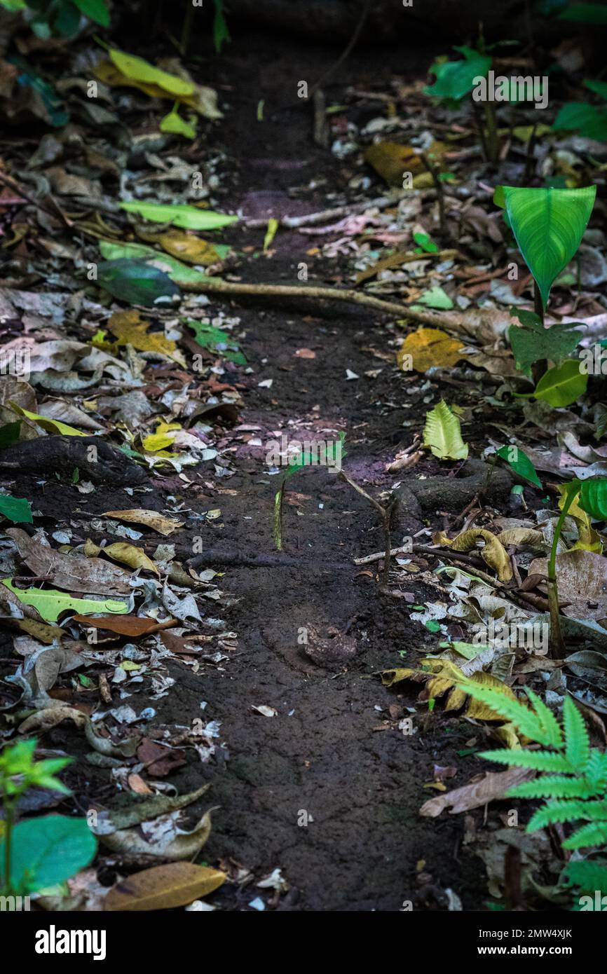 A wet dirt ground path surrounded by fresh, green leaves at a forest ...