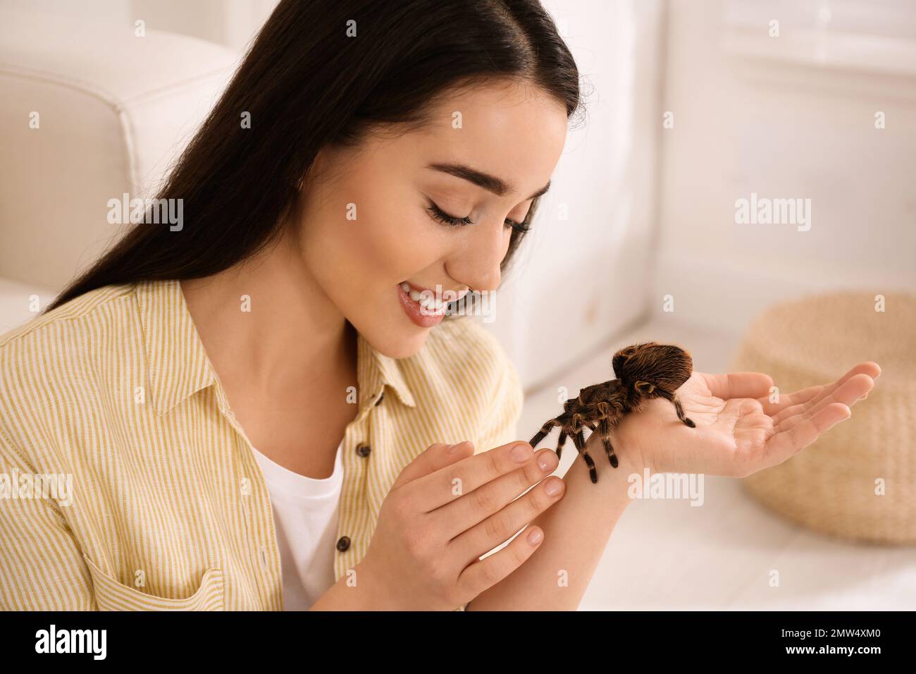 Woman holding striped knee tarantula at home. Exotic pet Stock Photo ...