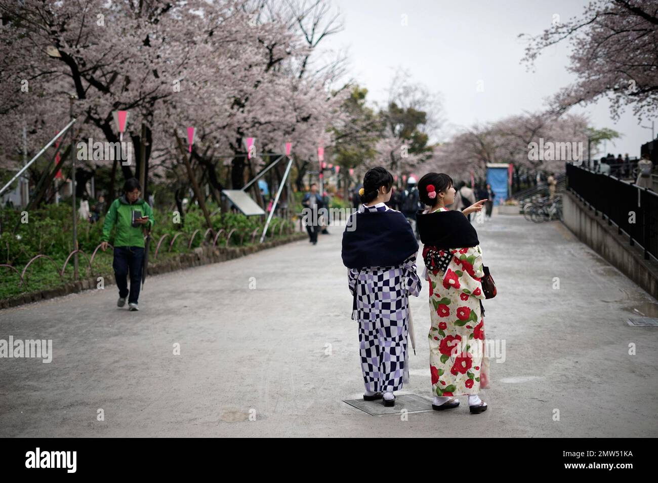 Tourists wearing traditional Japanese kimono stroll under the cherry ...