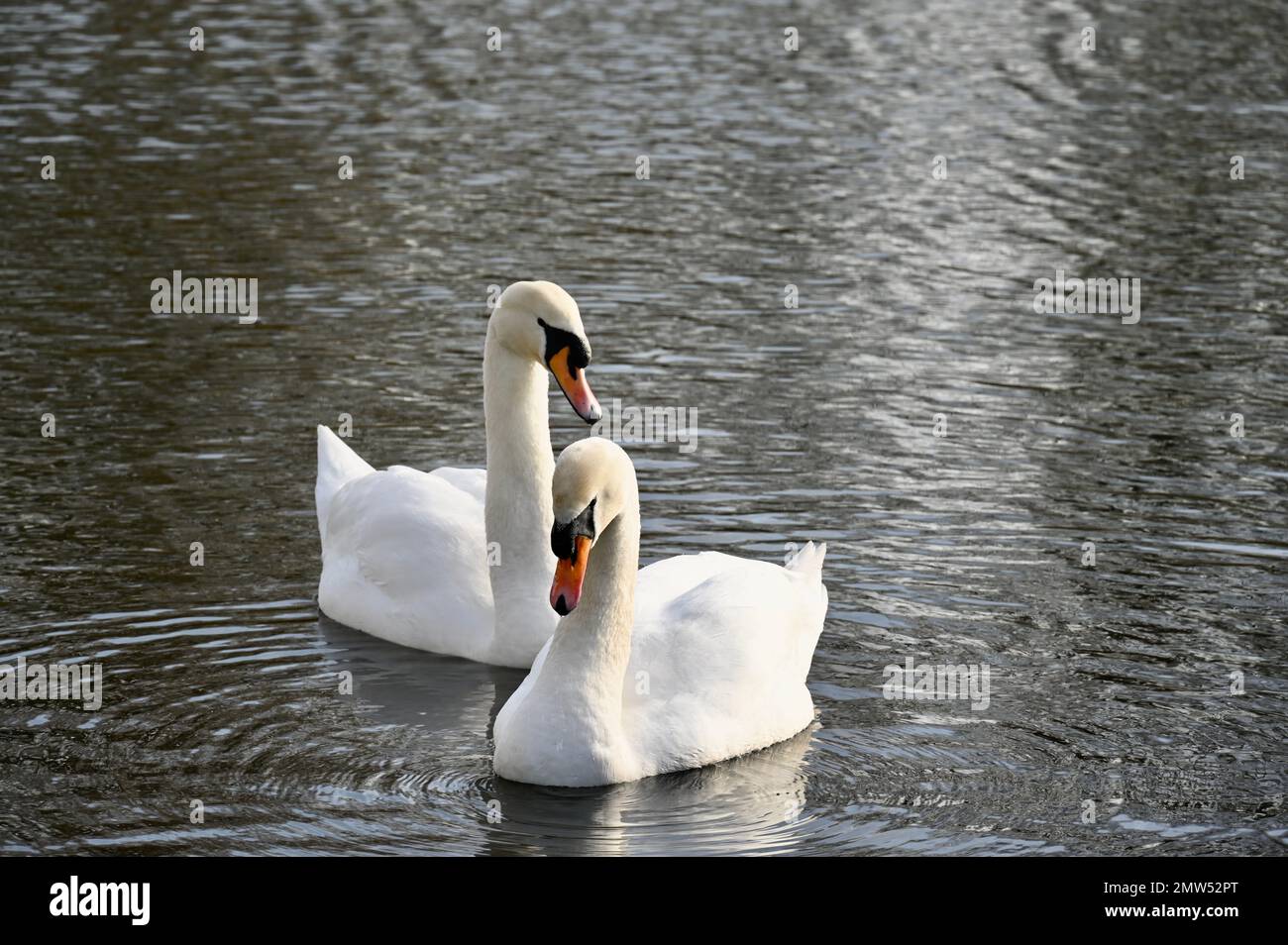 UK Weather. Sidcup, Kent. Mute swans ( Cygnus Olor) swam in the ...