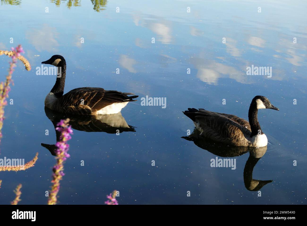 Canada goose couple. Waterbird of the family Anatidae on a lake Stock ...