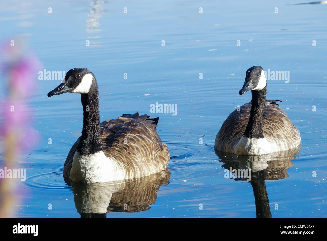 Canada goose couple. Waterbird of the family Anatidae on a lake Stock ...