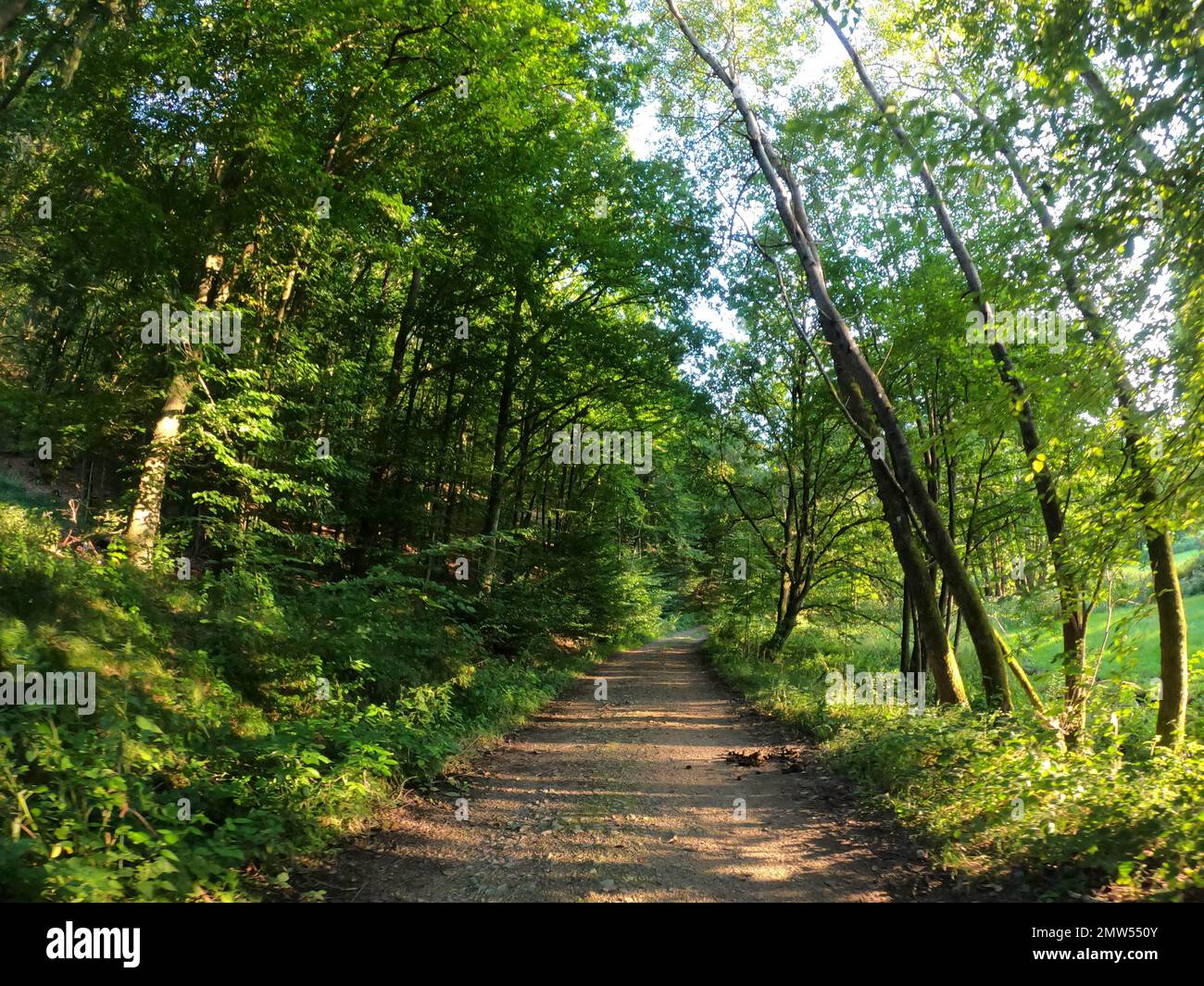 A beautiful pathway in the green forest Stock Photo - Alamy