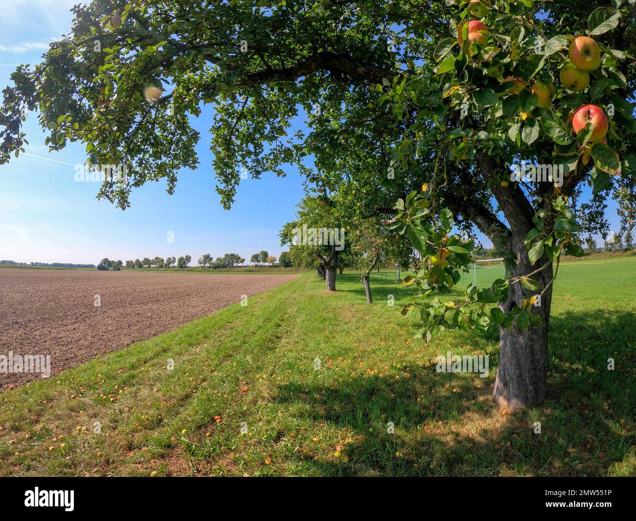 A beautiful landscape of the cultivated farmlands with the green apple ...