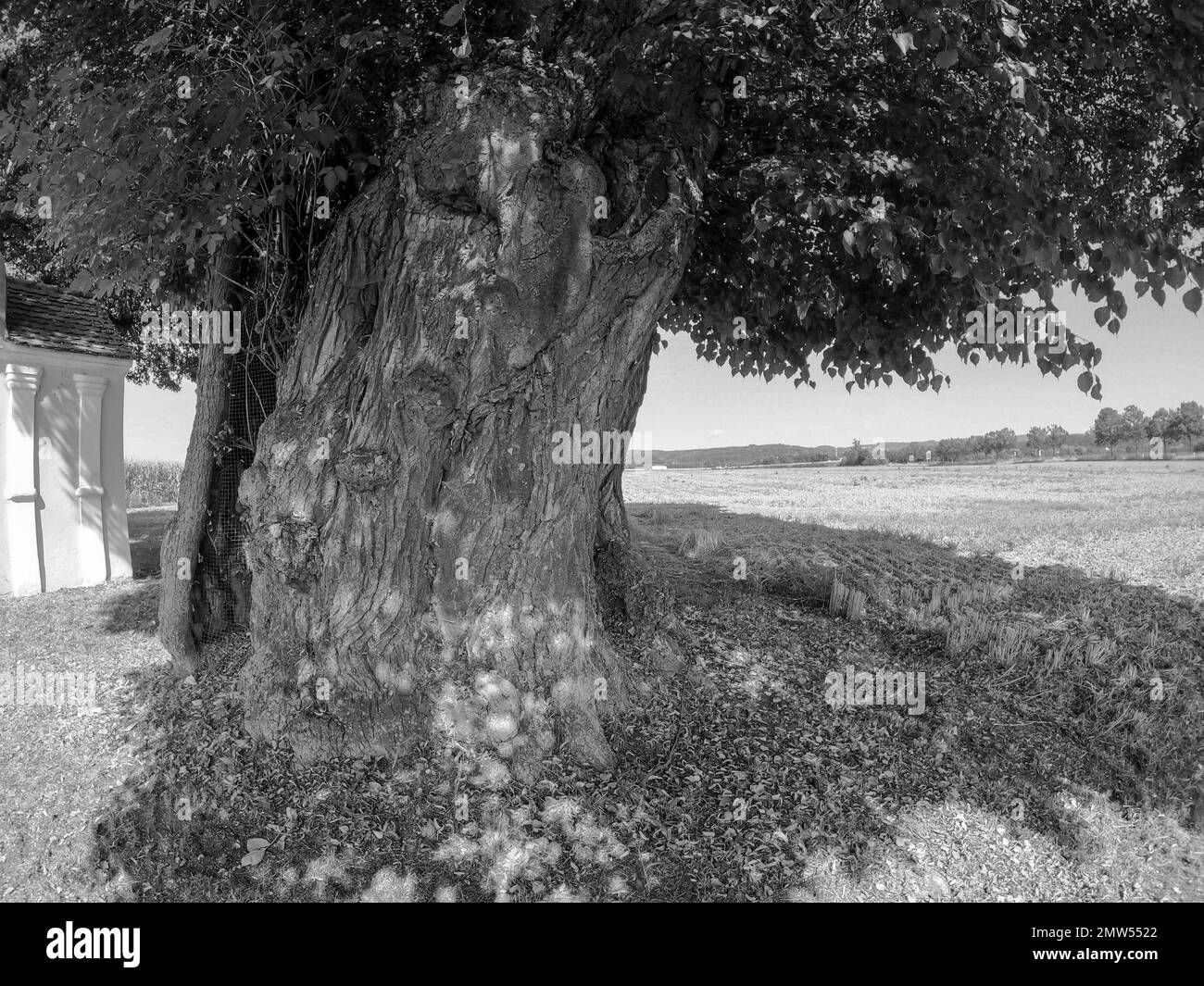 Very old tree Black and White Stock Photos & Images - Alamy