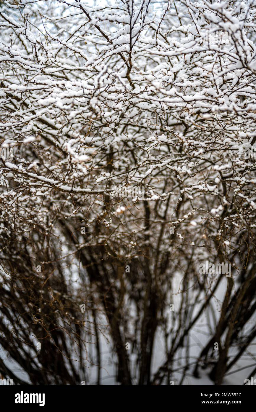 Snowy winter garden border hi-res stock photography and images - Alamy