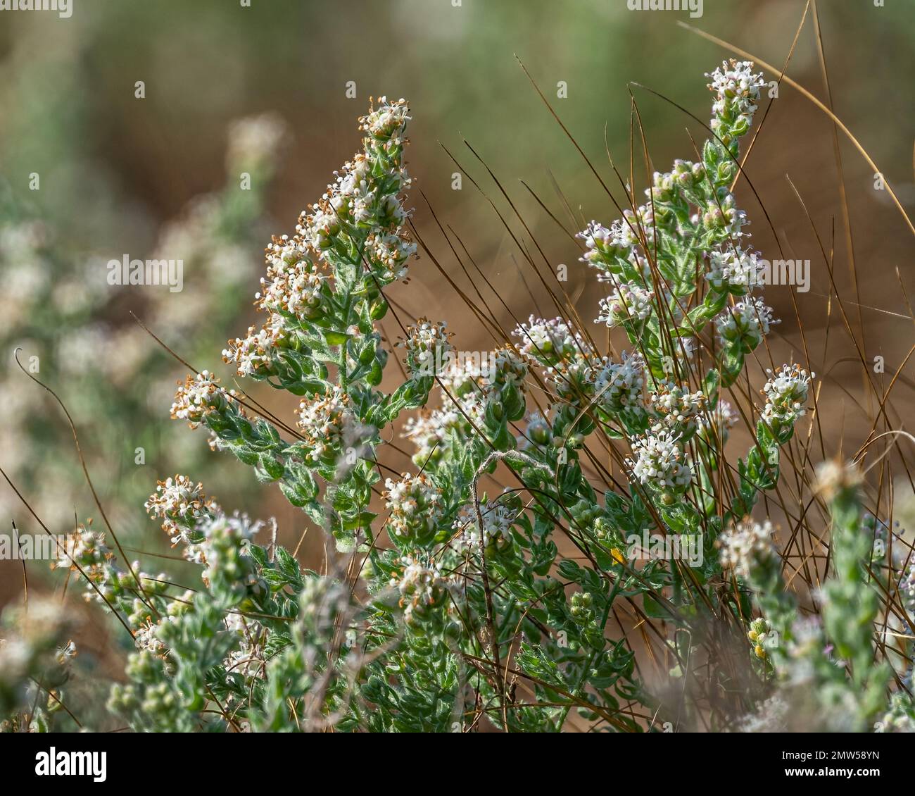 Cressa hi-res stock photography and images - Alamy