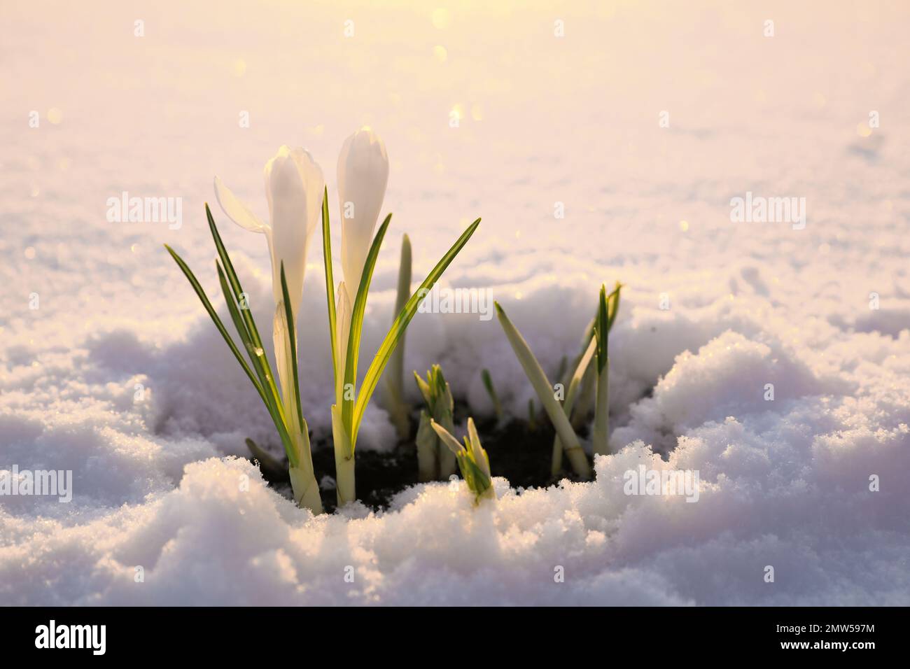 Beautiful crocuses growing through snow. First spring flowers Stock ...