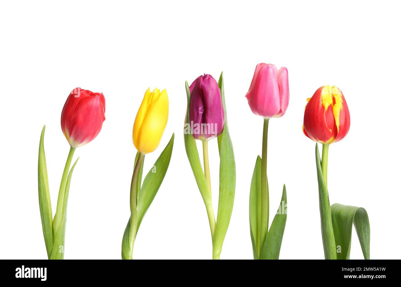 Beautiful bright spring tulips on white background Stock Photo - Alamy