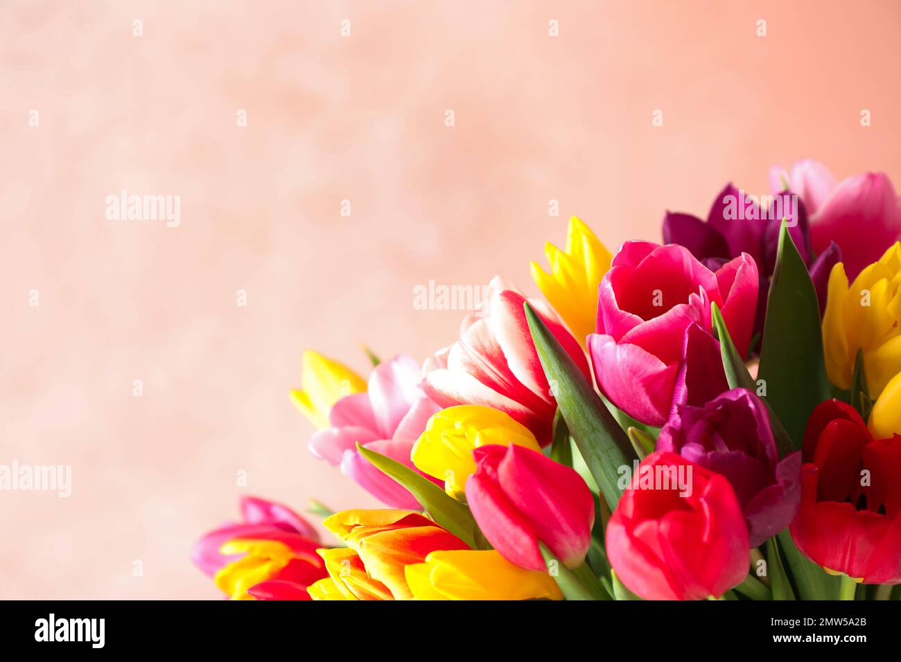Beautiful spring tulips on light pink background, closeup. Space for ...
