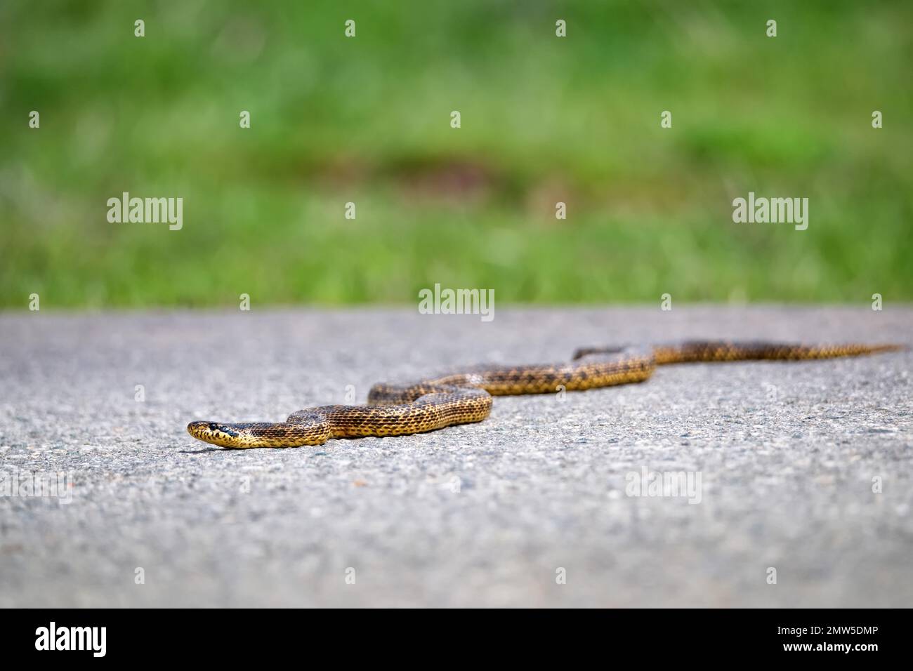 Portrait of blotched snake or Elaphe sauromates crossing road Stock ...