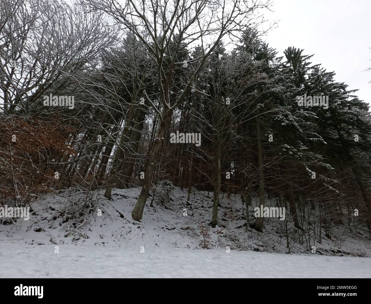 A landscape of a snowy forest with weathered trees Stock Photo - Alamy