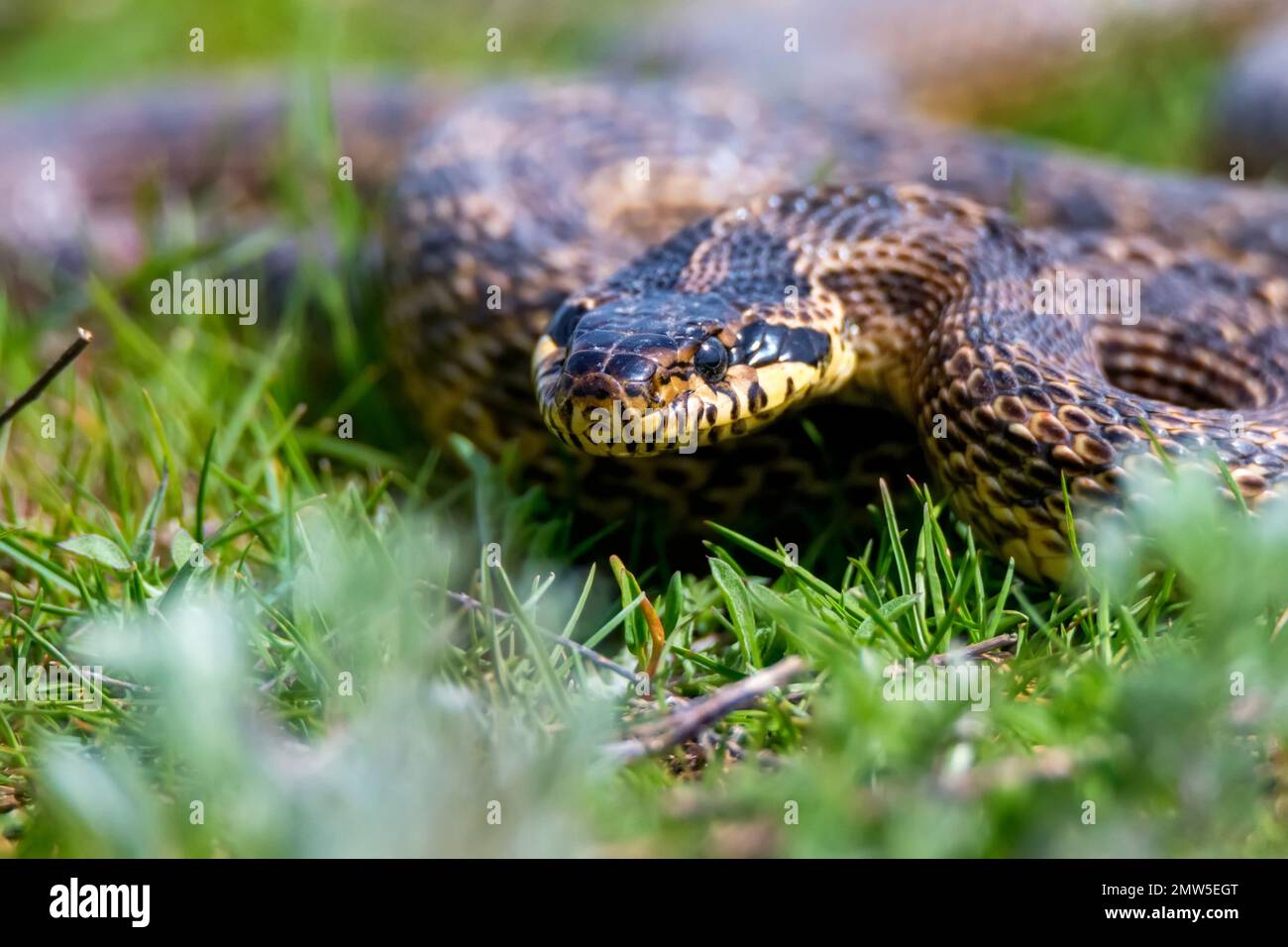 Portrait of blotched snake or Elaphe sauromates in grass natural ...