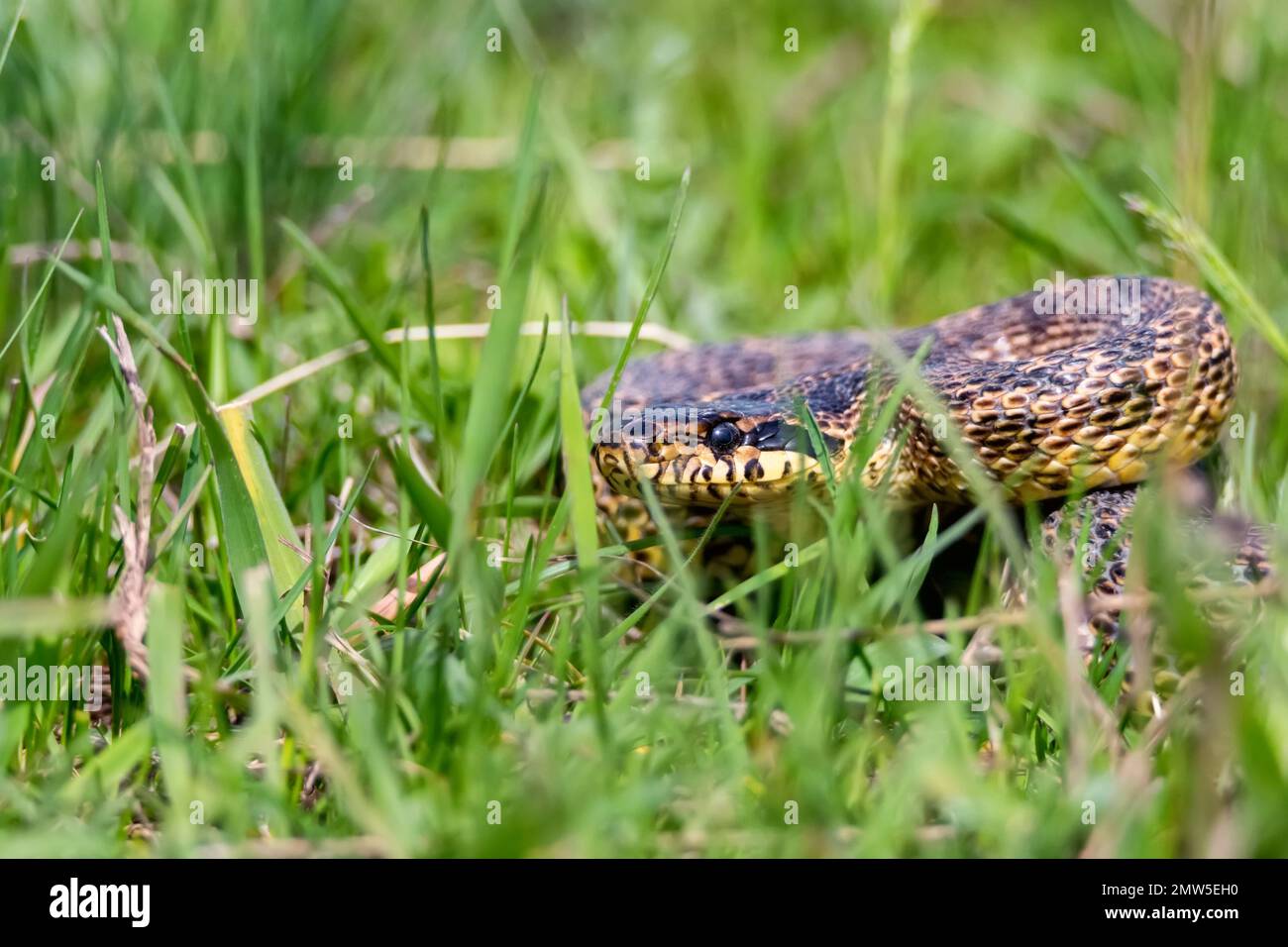 Sauromates hi-res stock photography and images - Alamy