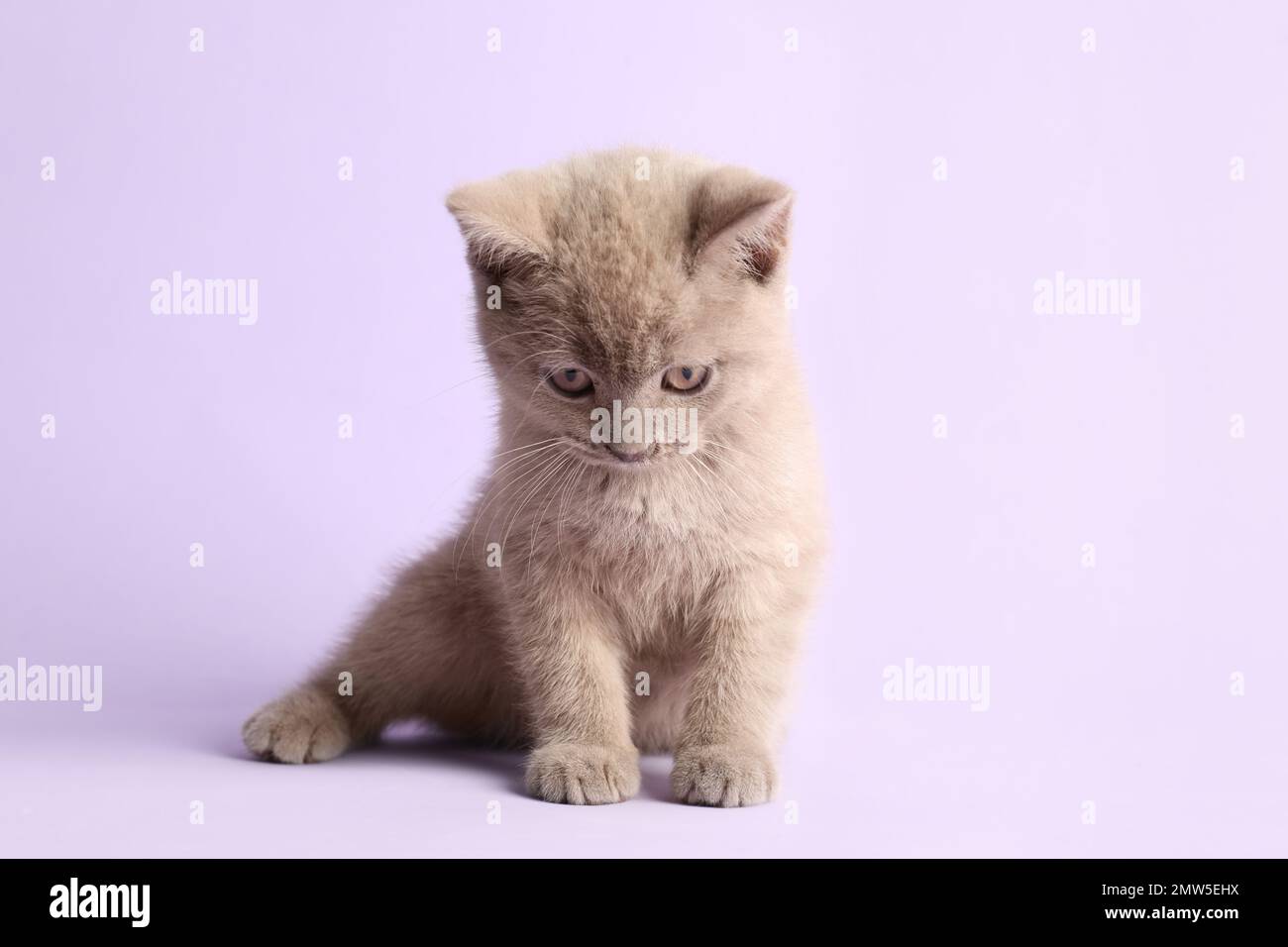 Scottish straight baby cat on pale violet background Stock Photo - Alamy