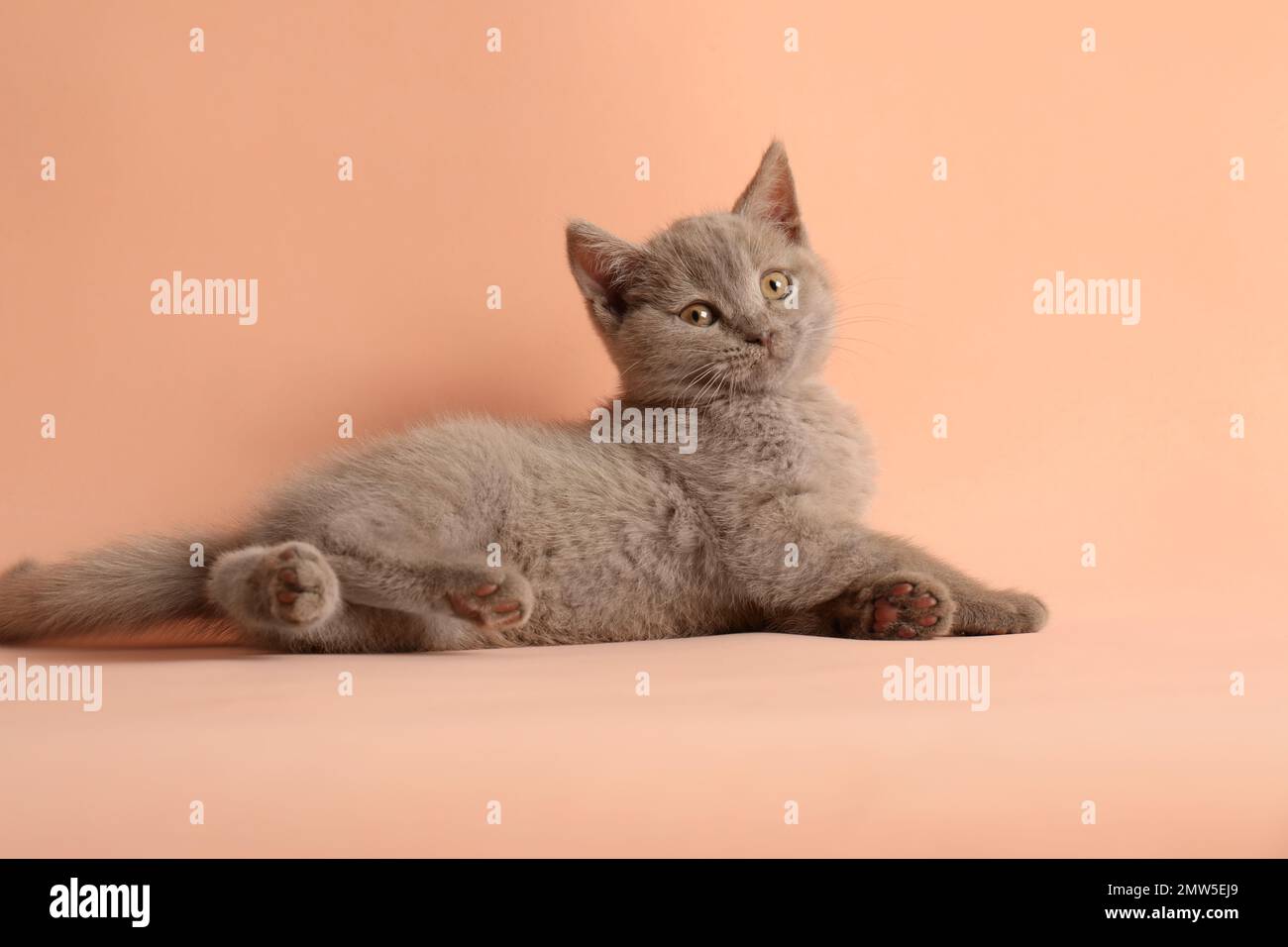 Pale pink muzzle hi-res stock photography and images - Alamy