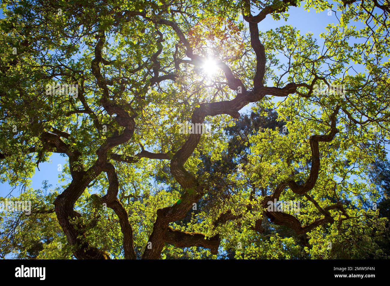 Grand oak tree hi-res stock photography and images - Alamy