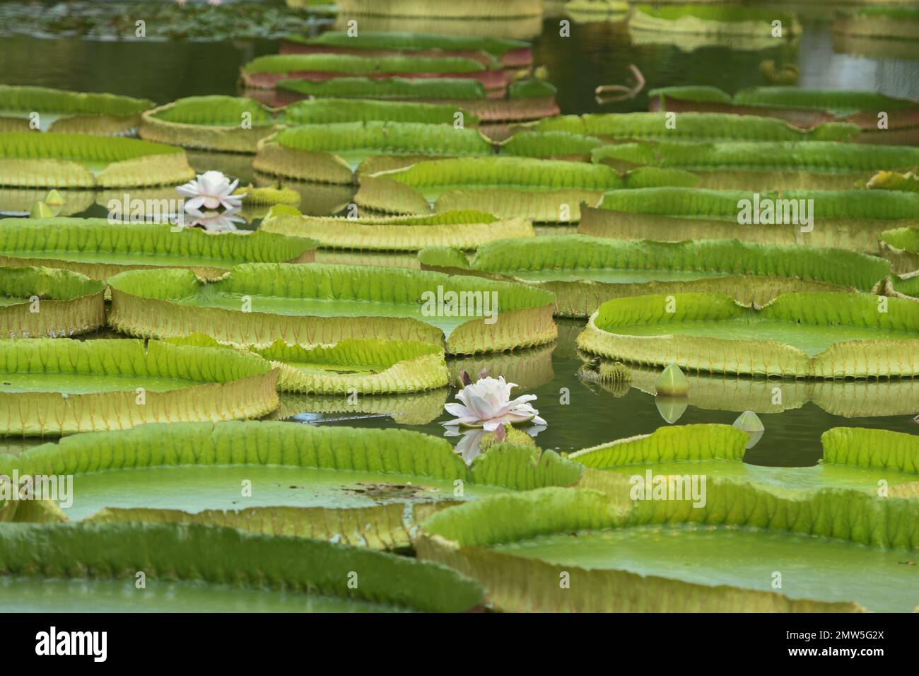 Santa Cruz, Bolivia. 01st Feb, 2023. Bolivia giant water lilies ...