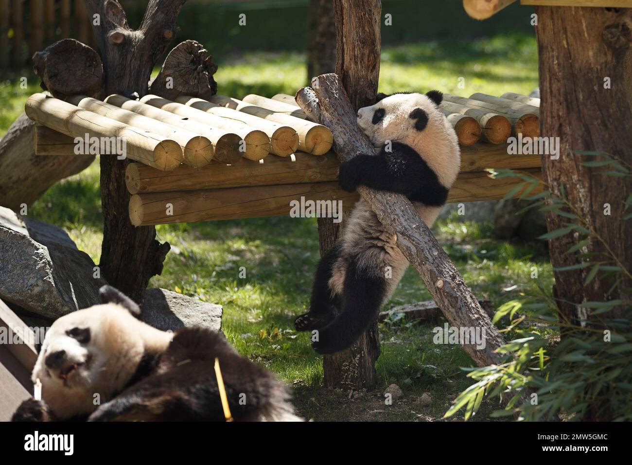The seven-month-old female Panda bear named Chulina walks at her ...