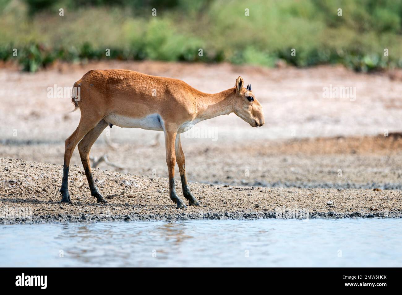 Close up of baby saiga antelope or Saiga tatarica walks in steppe near ...