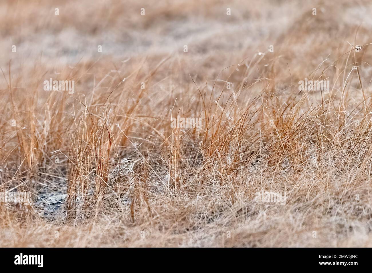 Grass pipit hi-res stock photography and images - Alamy